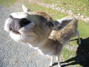 Wellington Attractions | Animal Farm | Wildlife Park & Reserve